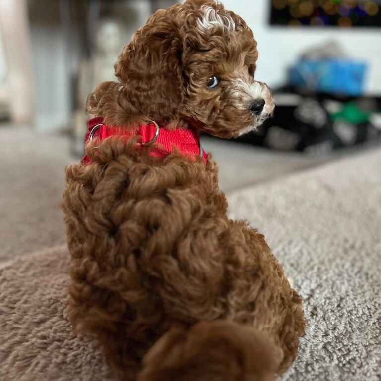 Toy Poodle Puppies | Laurel Run Puppies | Lancaster, PA