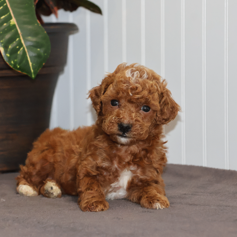 Mini Poodles For Sale | Laurel Run Puppies | Miniature